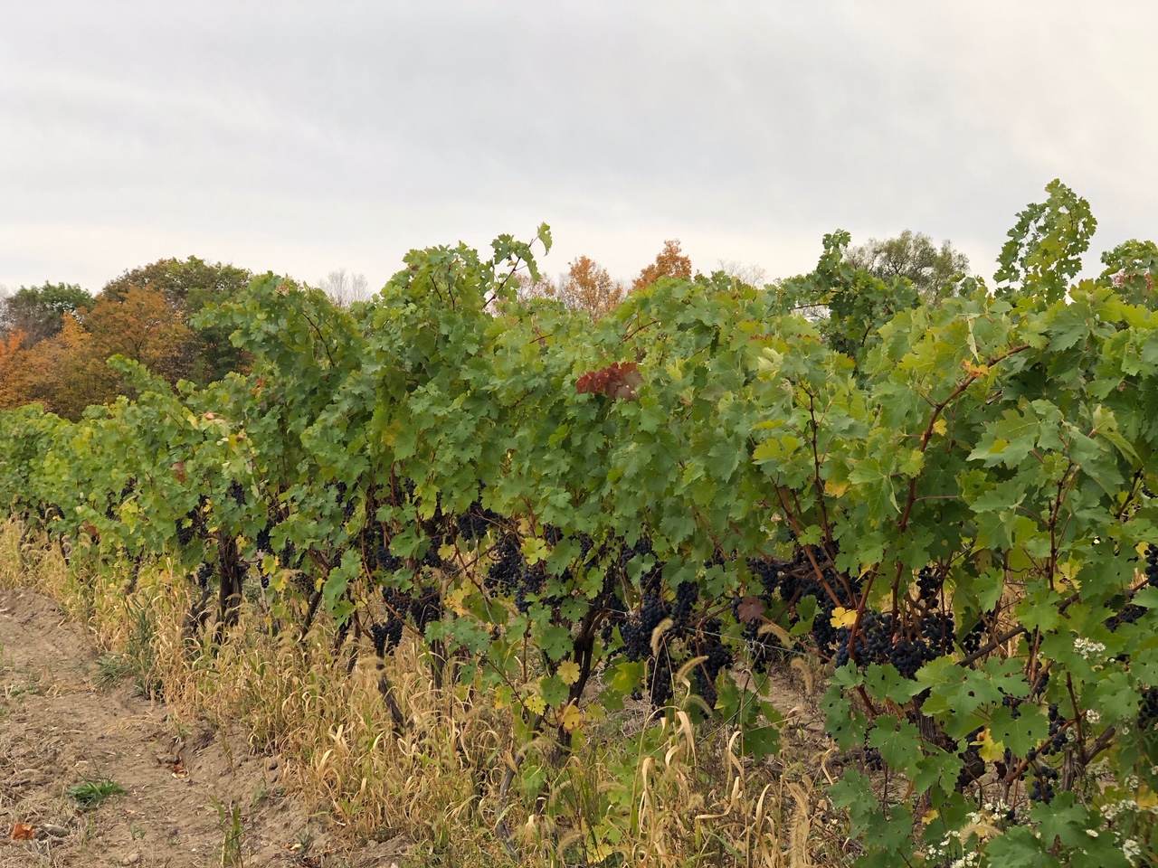 Latest – Shaw Vineyard